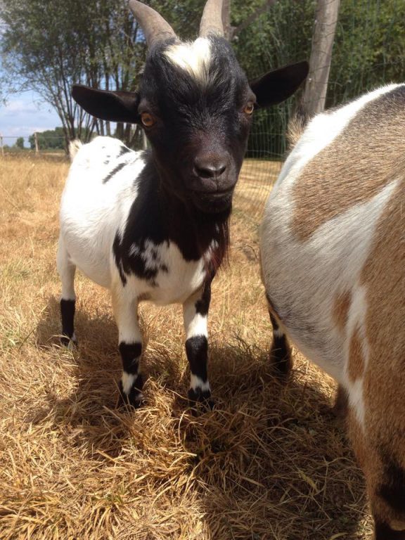 male-reproducteur-elevage-chevre-toy - Chèvres toys, naines et mottes ...