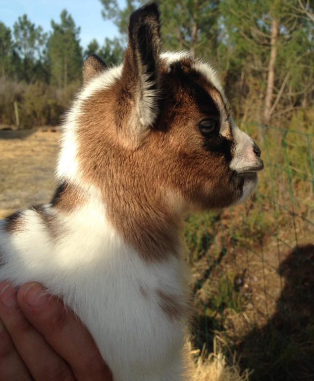 production-chevre-toy-miniature-tricolores-3 - Chèvres toys, naines et ...