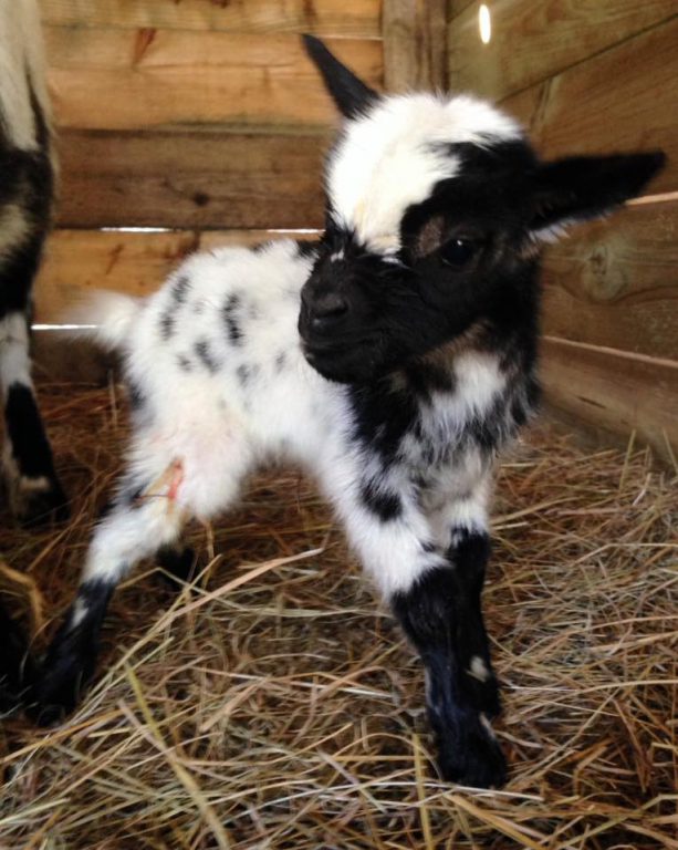 production-elevage-chevre-toy-miniature-blanc-noir-feu-mouchetees ...