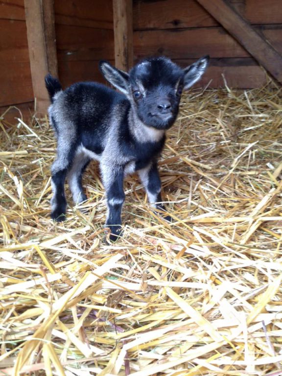 production-elevage-chevre-toy-miniature-noir-charbonn-gris-bleu ...