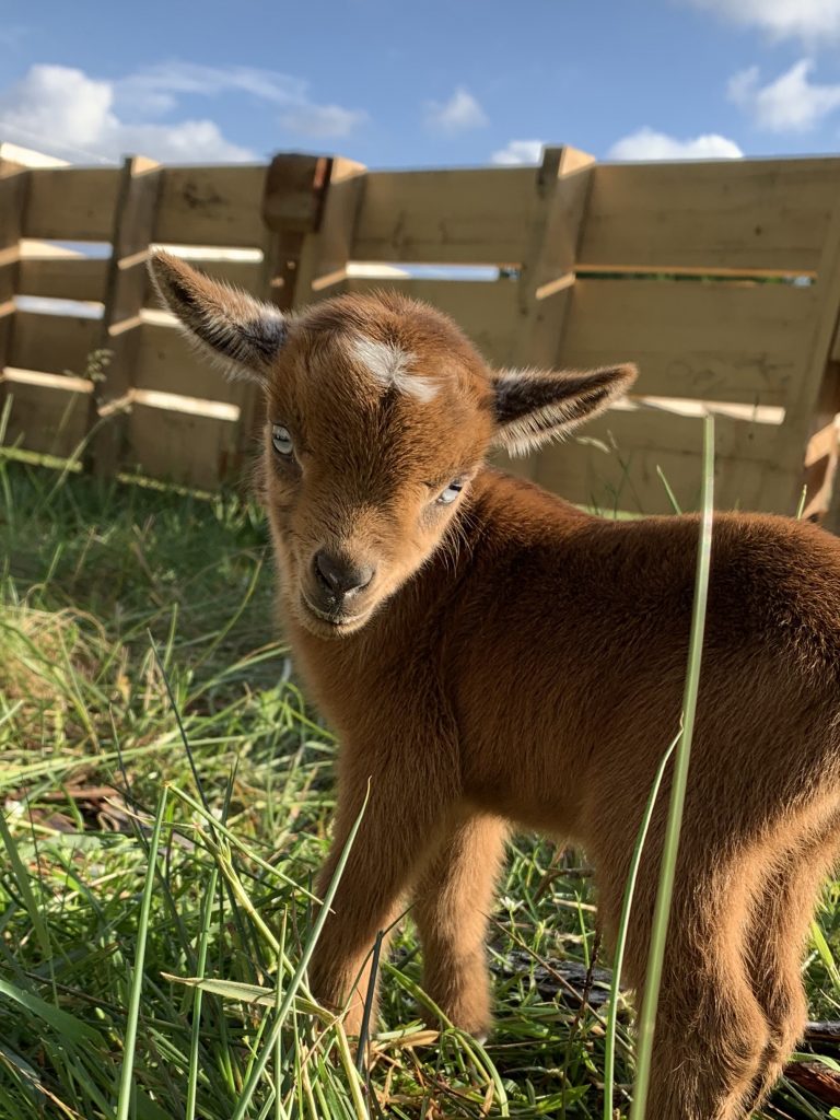 production-elevage-chevre-toy-caramel-yeux-bleus - Chèvres toys, naines ...