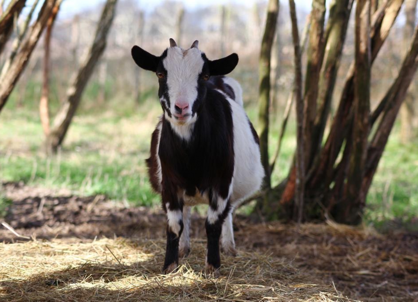 Chèvres toys miniatures - Elevage du petit berger