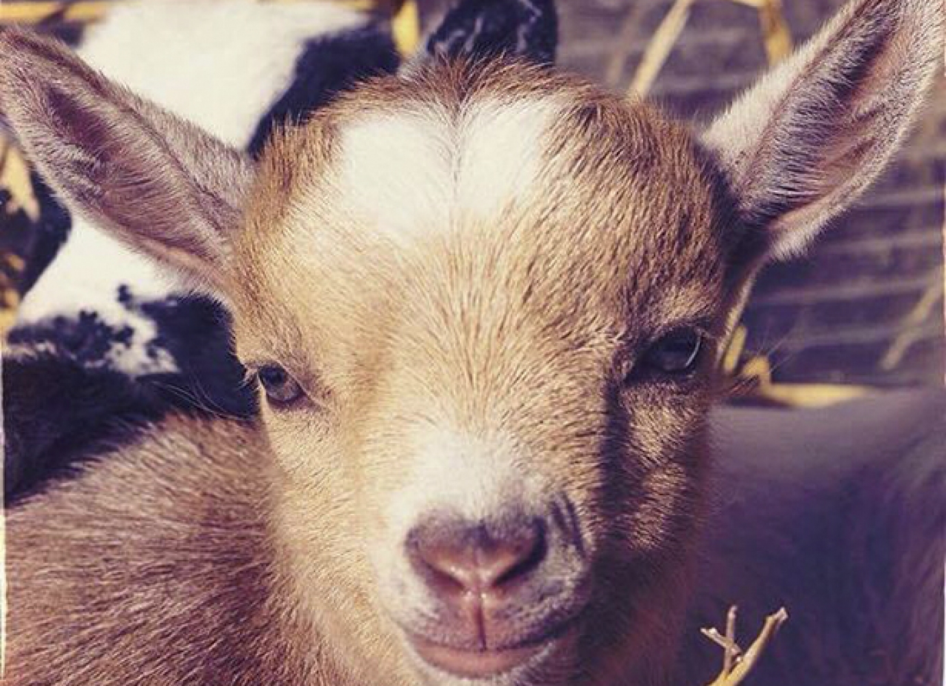 Chèvres toys miniatures - Elevage du petit berger