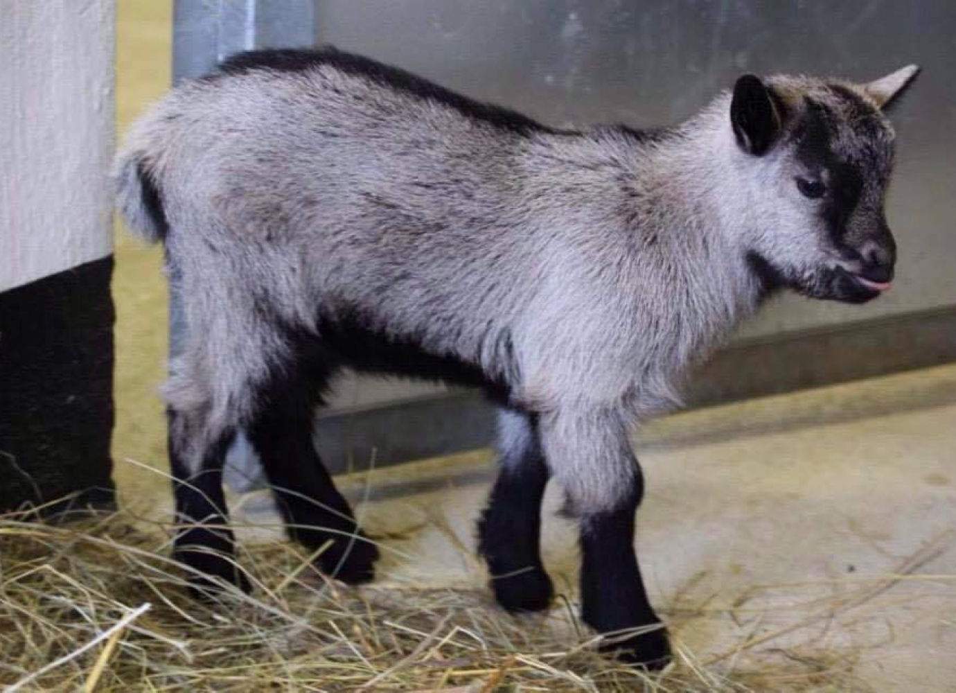 Chèvres toys miniatures - Elevage du petit berger