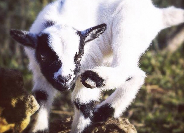 Chèvres toys miniatures - Elevage du petit berger