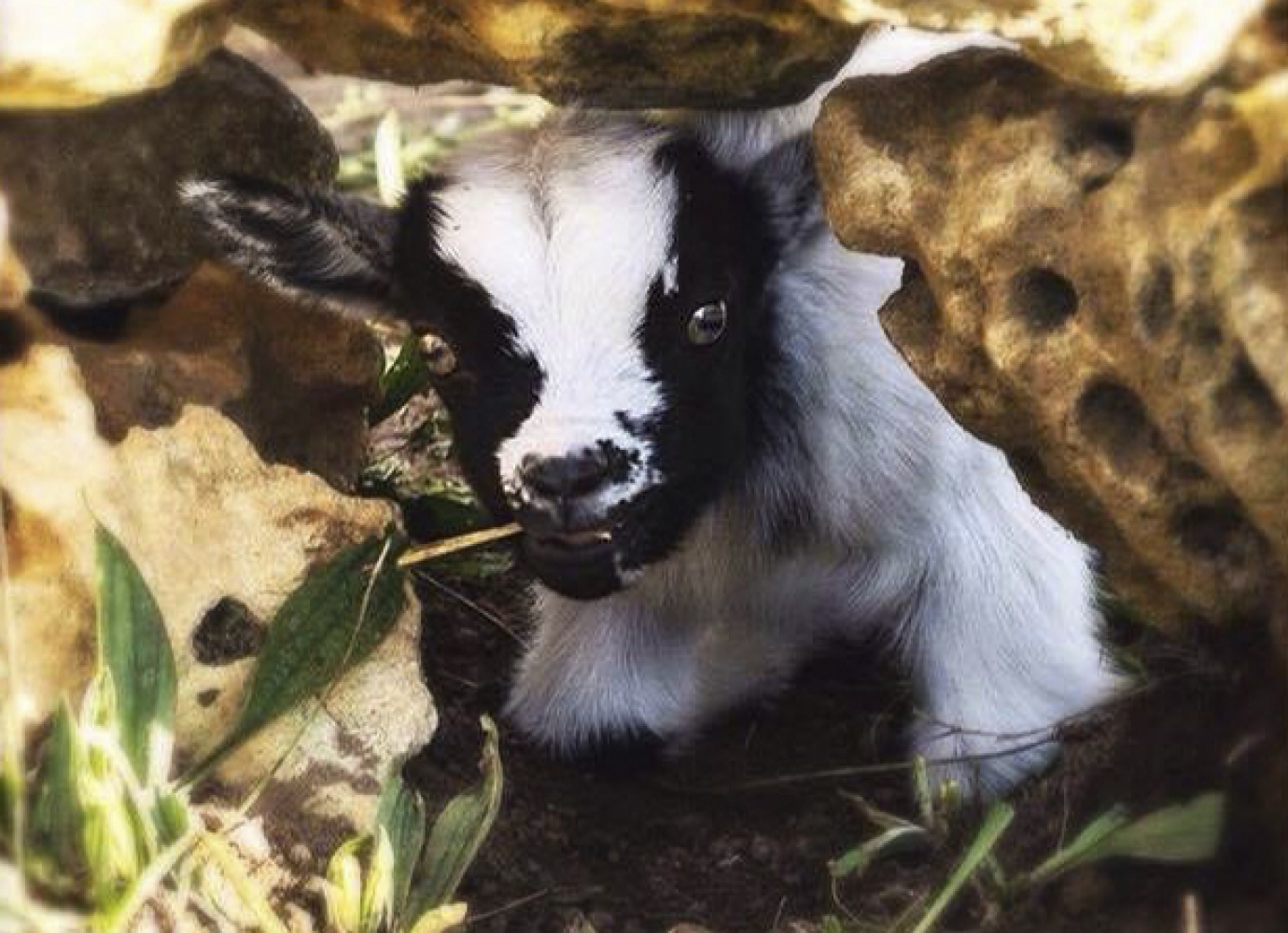 Chèvres toys miniatures - Elevage du petit berger