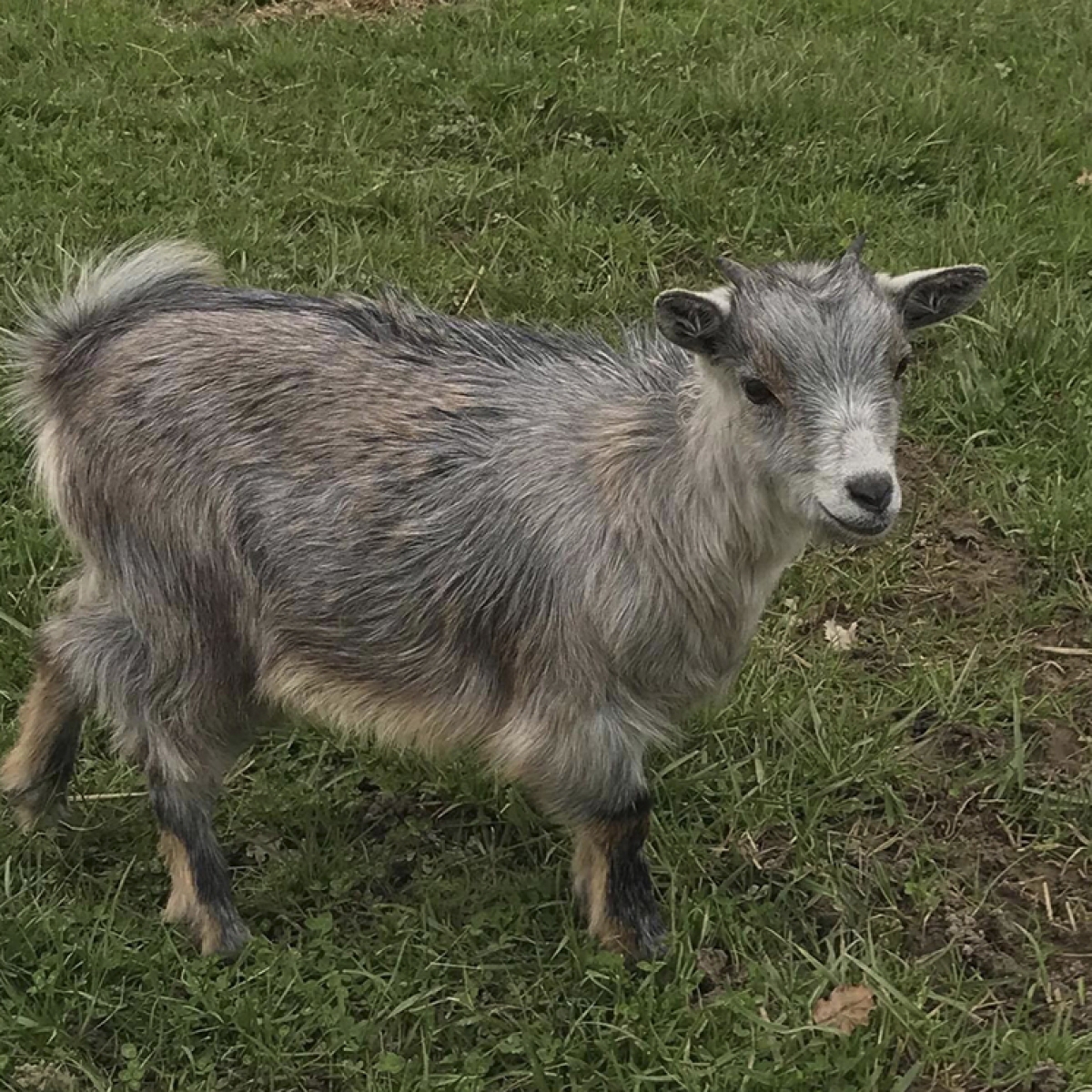 Chèvres toys miniatures - Reproductrices