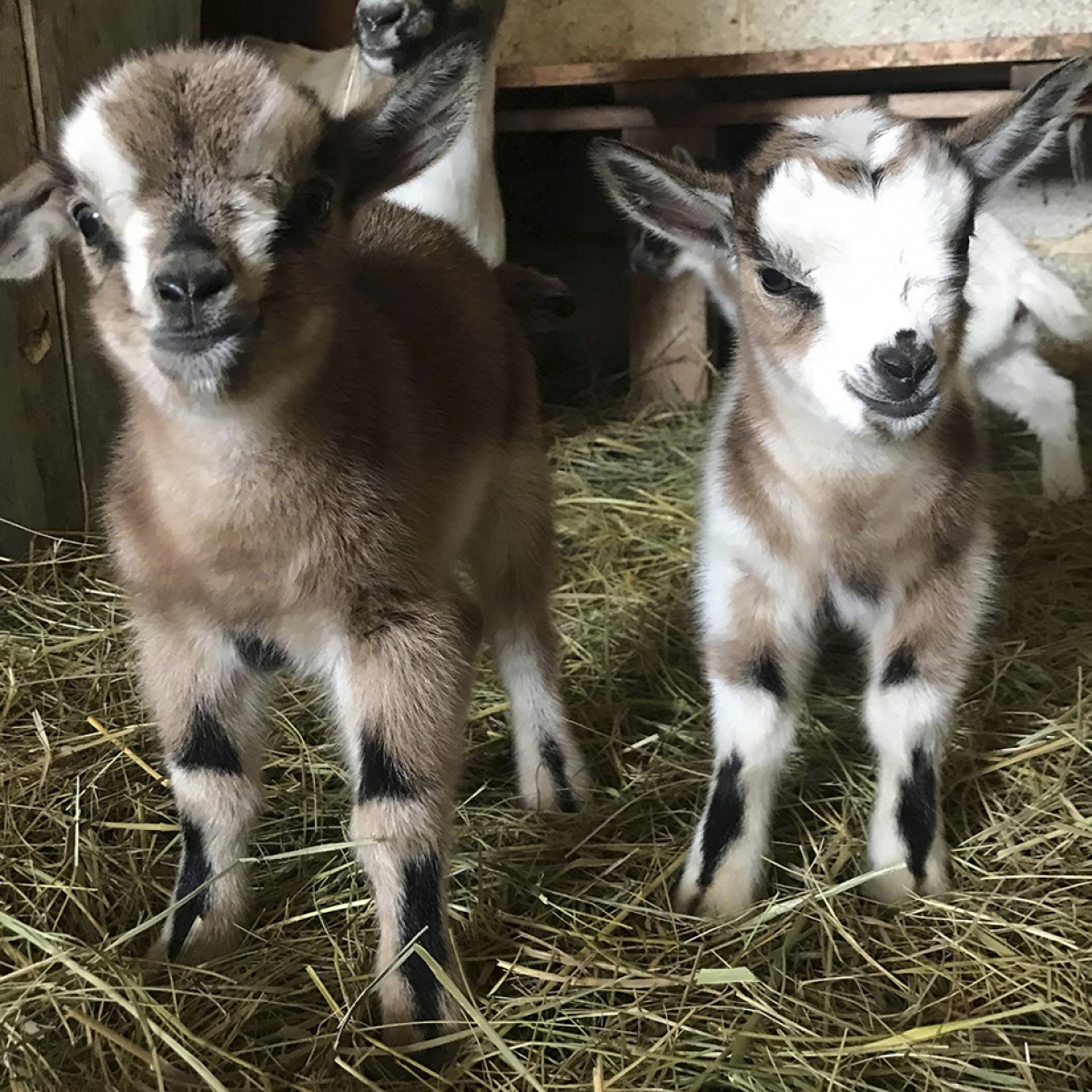 Chèvres toys miniatures - Elevage