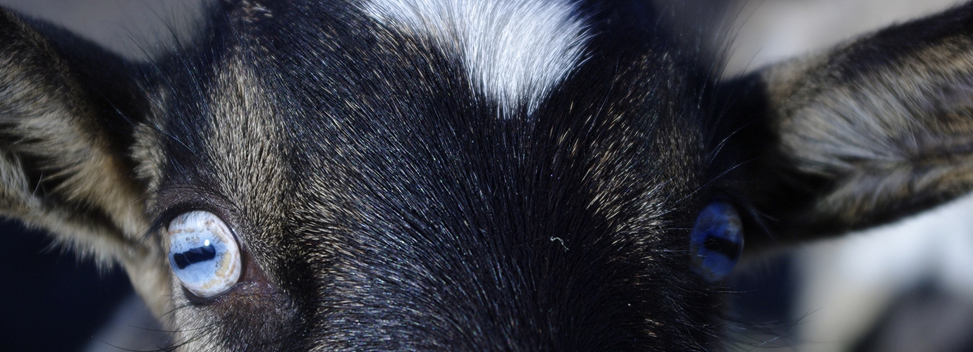 Chèvres toys miniatures - Elevage du petit berger