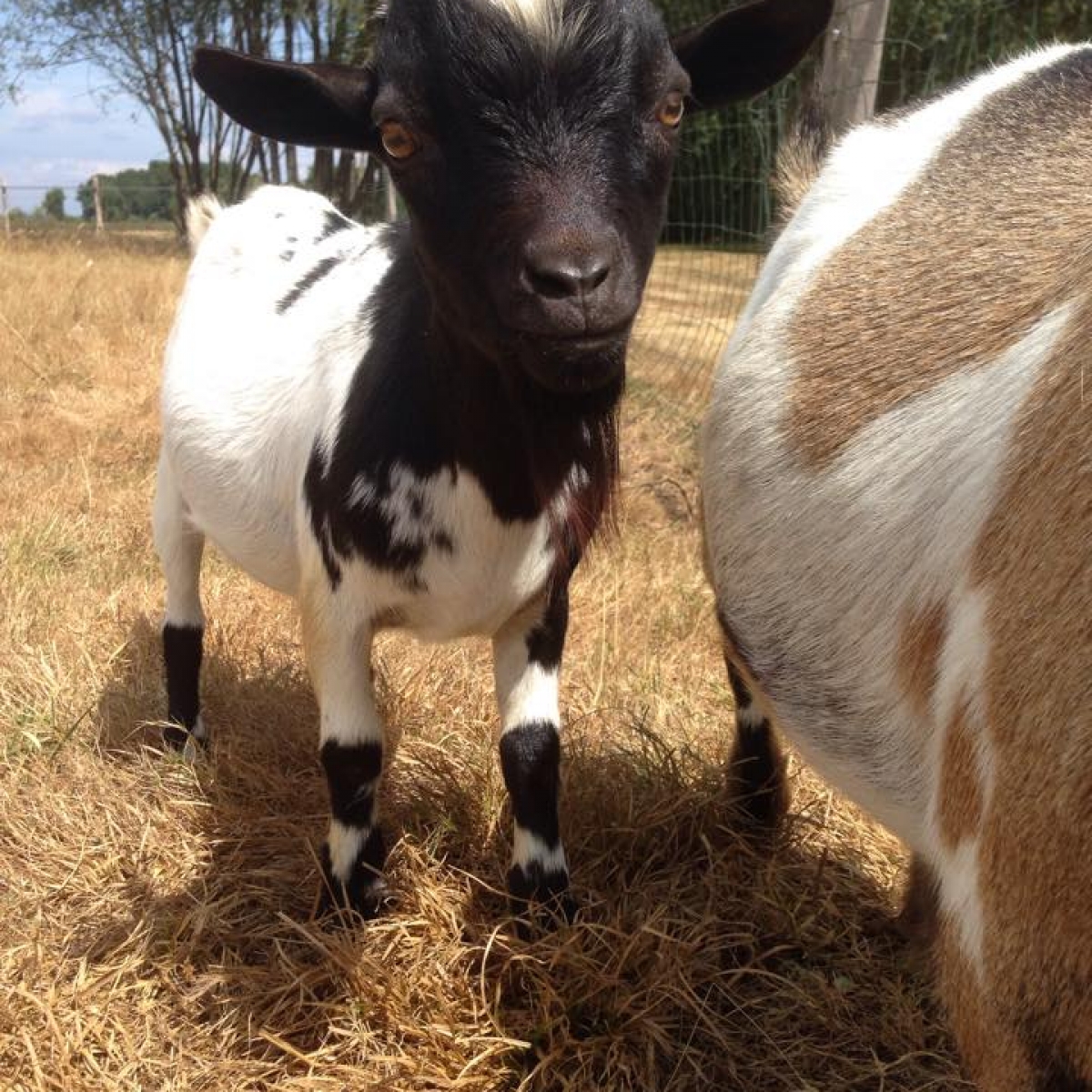 Chèvres toys miniatures - Reproducteurs