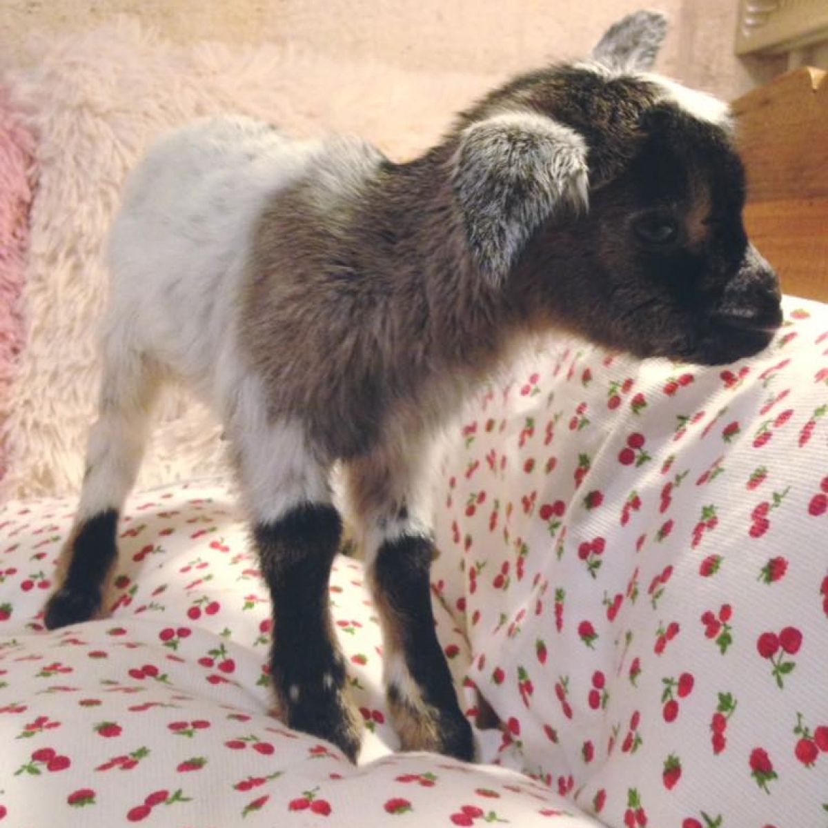 Chèvres toys miniatures - Elevage