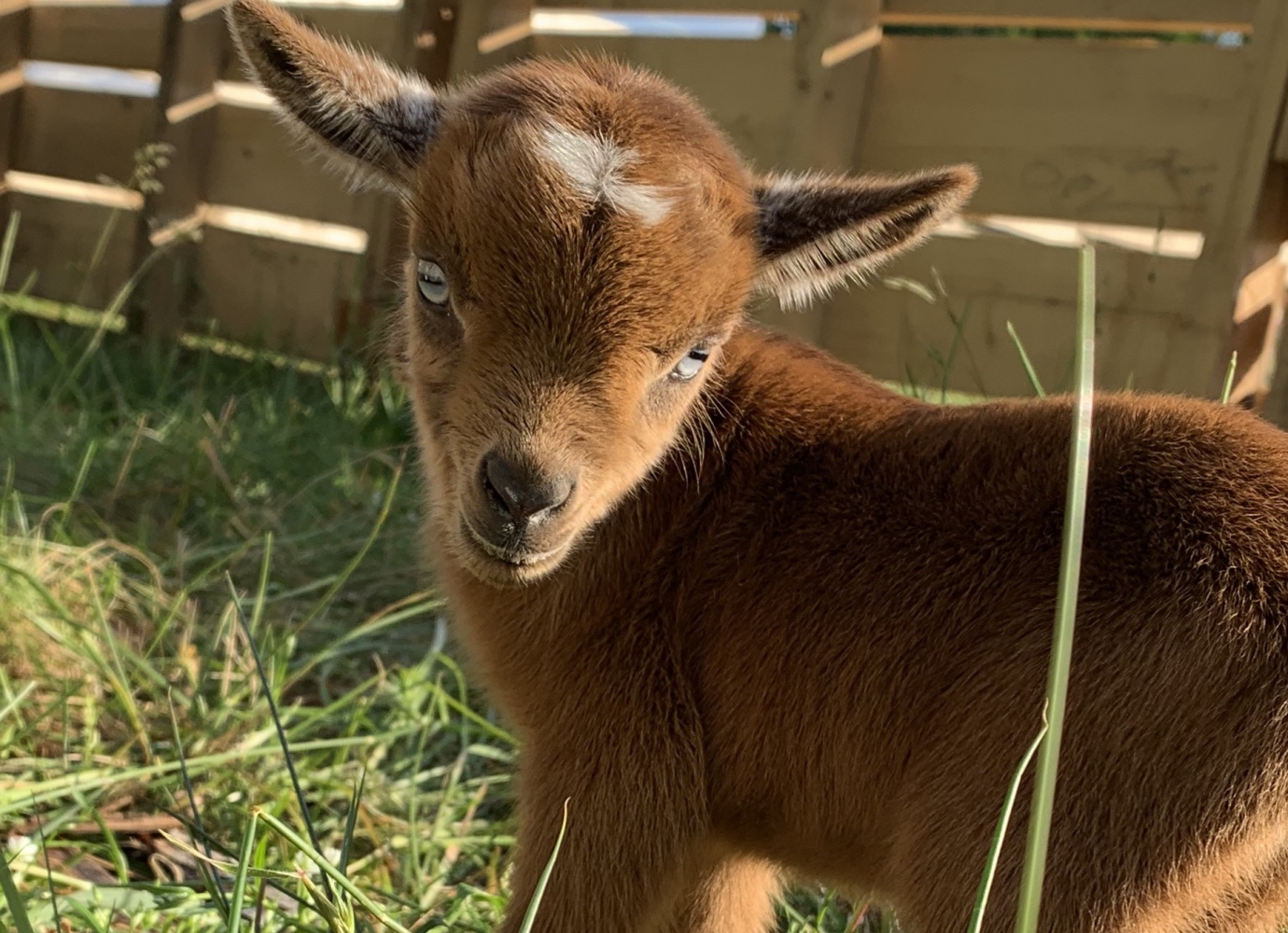 Chèvres toys miniatures - Elevage du petit berger