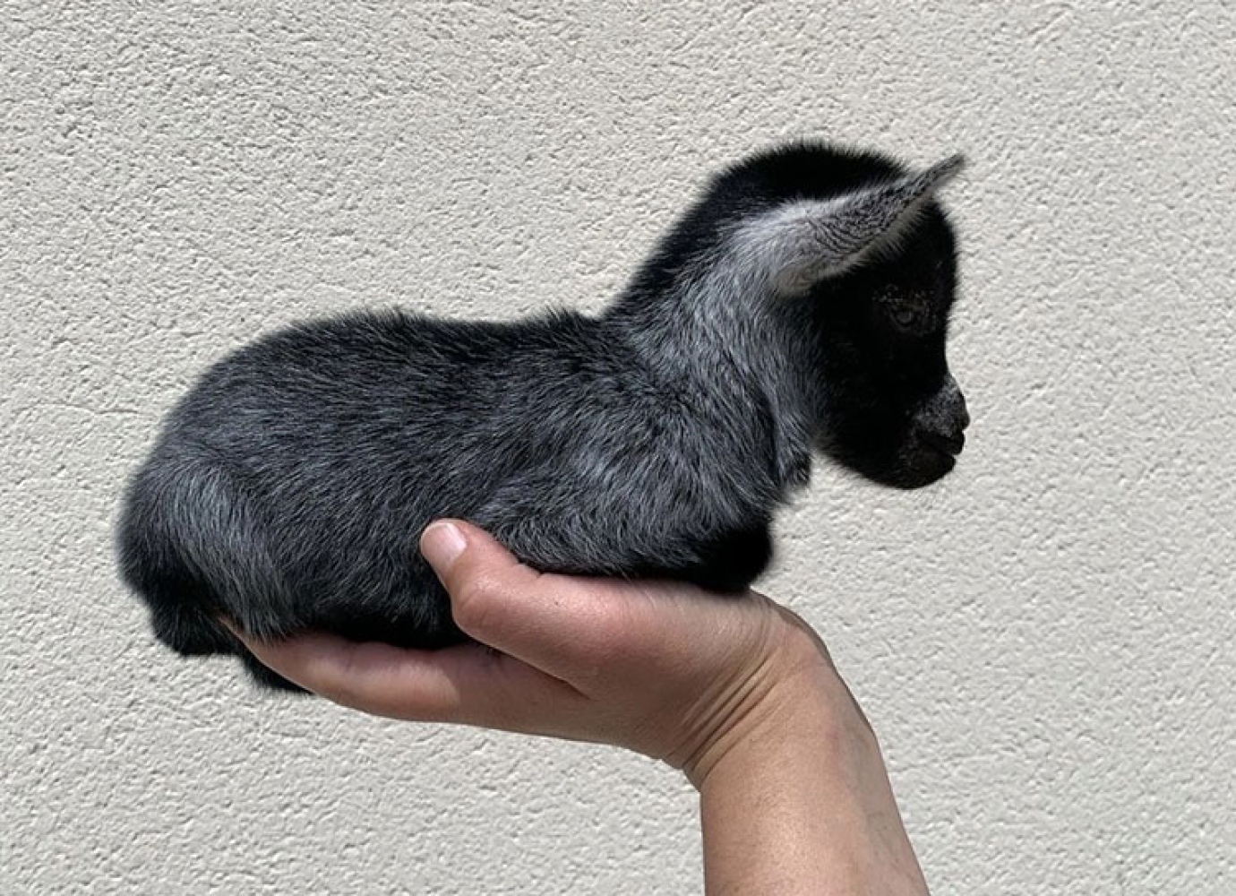 Chèvres toys miniatures - Elevage du petit berger