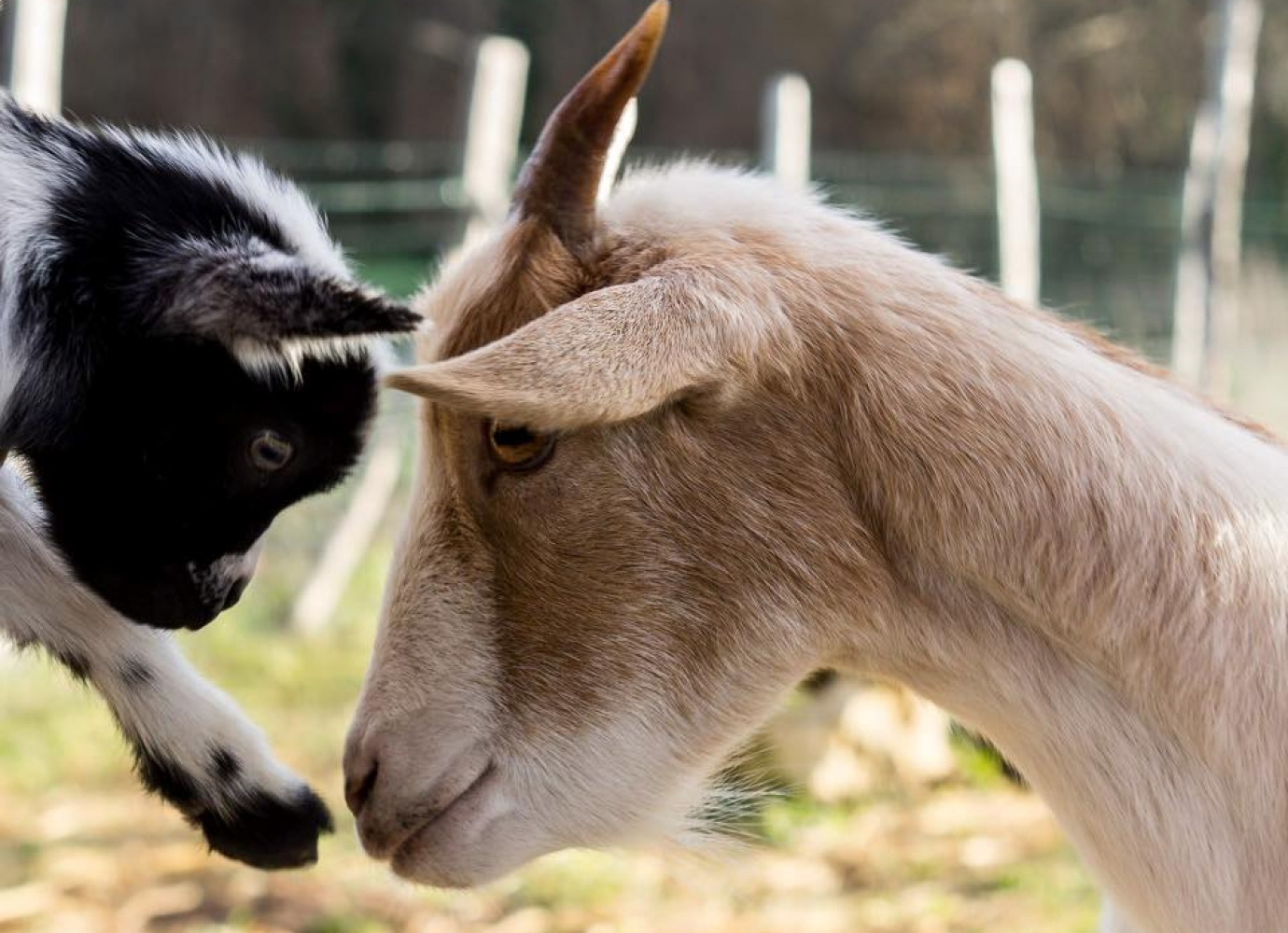 Chèvres toys miniatures - Elevage du petit berger