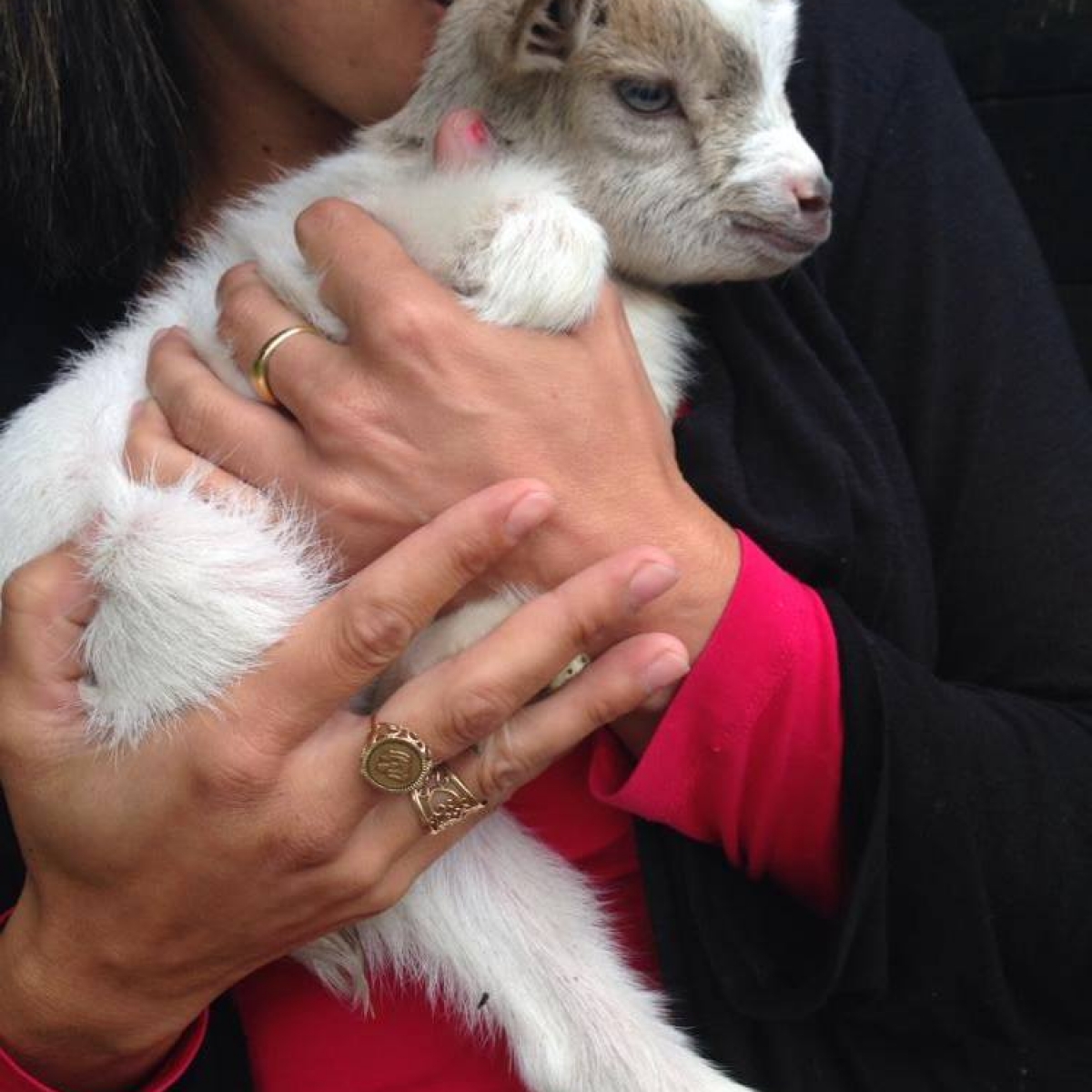 Chèvres toys miniatures - Elevage