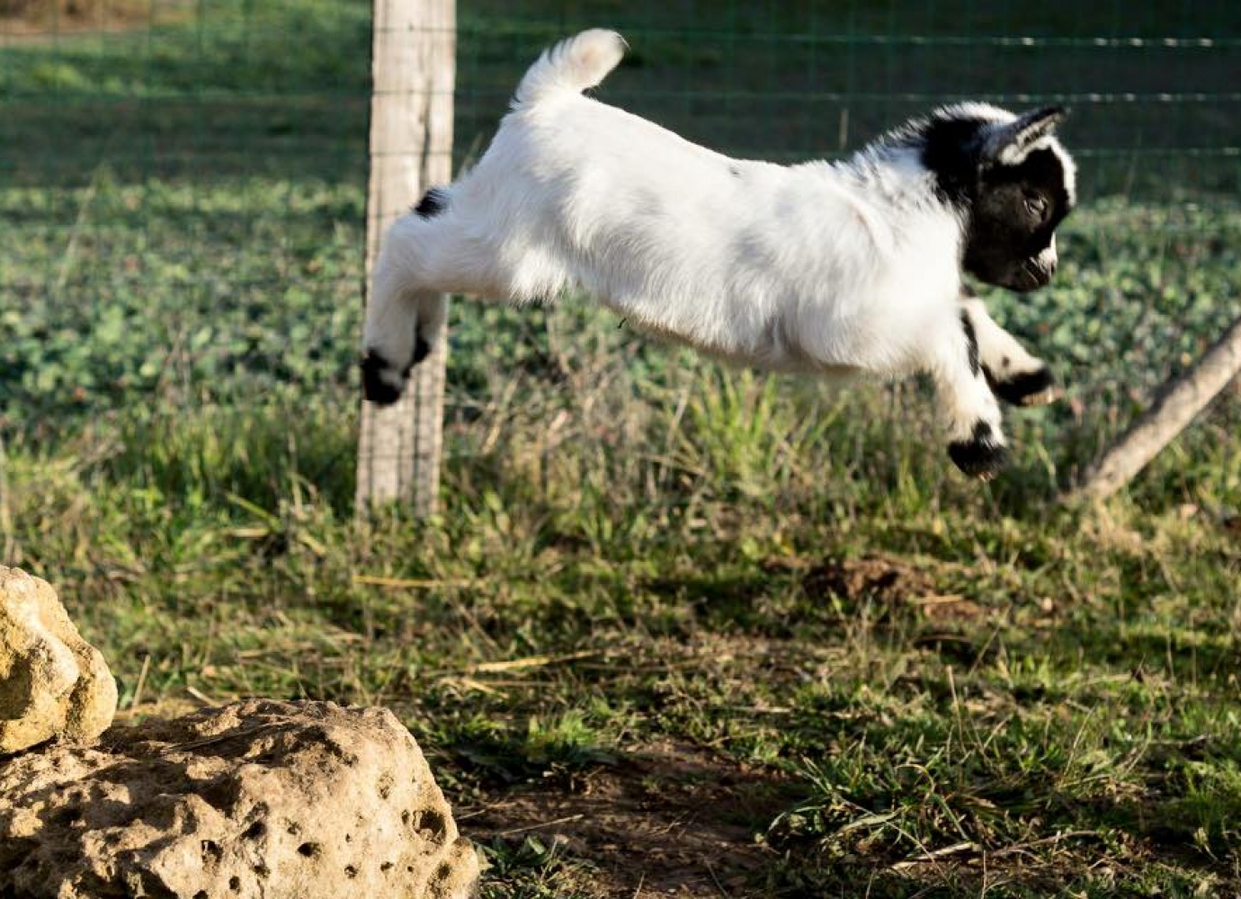 Chèvres toys miniatures - Elevage du petit berger