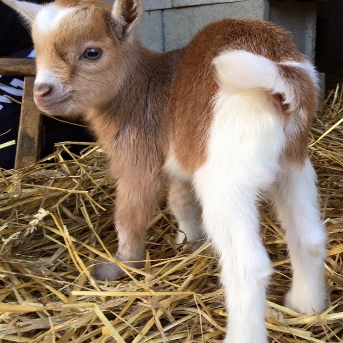 Chèvres toys miniatures - Elevage