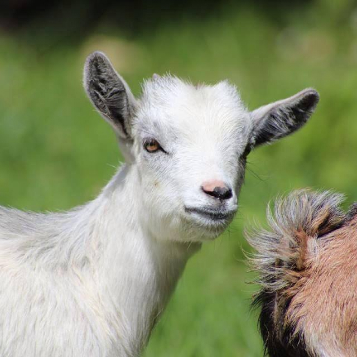 Chèvres toys miniatures - Elevage