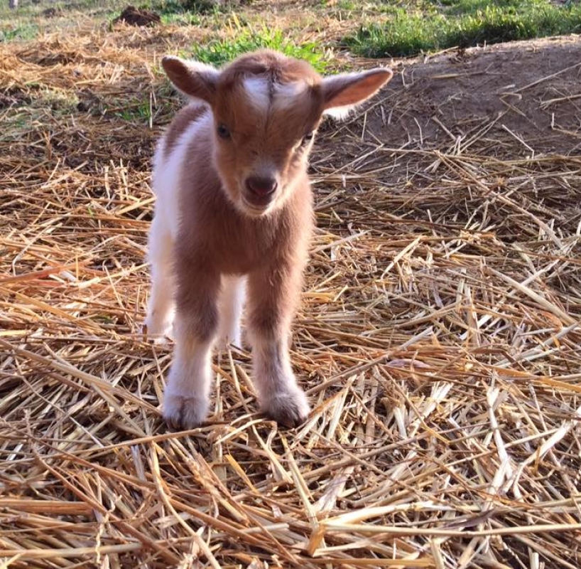 Portfolios Archive - Chèvres toys, naines et mottes tricolores