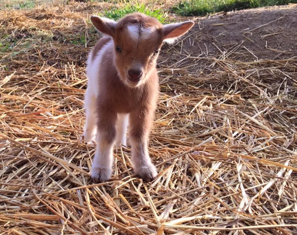 Portfolios Archive - Chèvres toys, naines et mottes tricolores