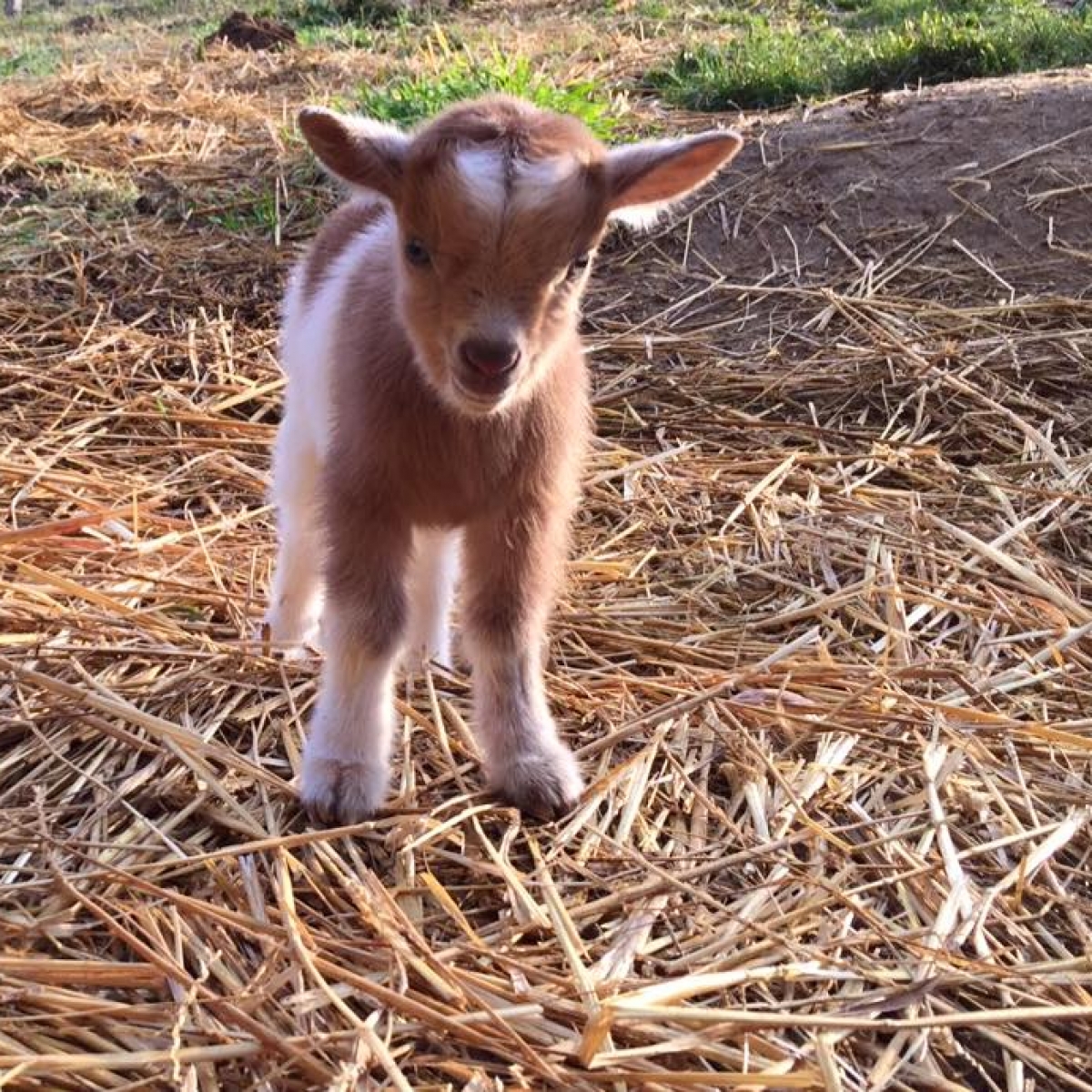 Chèvres toys miniatures - Elevage