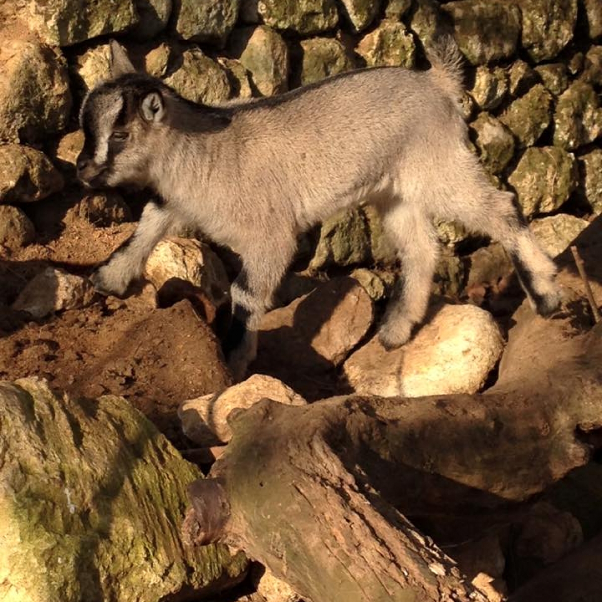 Chèvres toys miniatures - Elevage