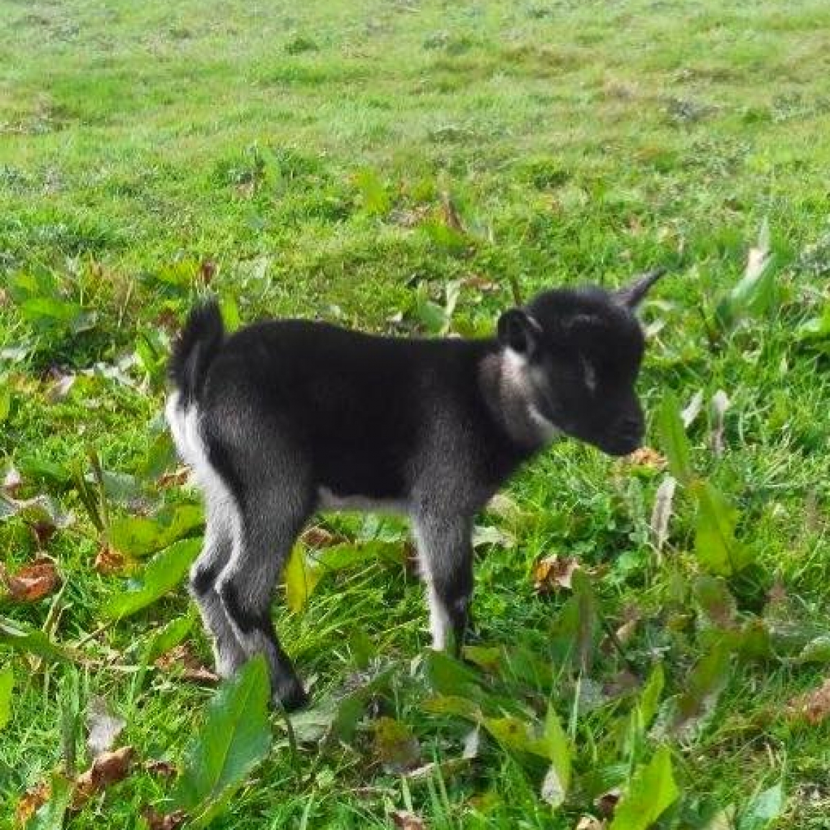 Chèvres toys miniatures - Elevage