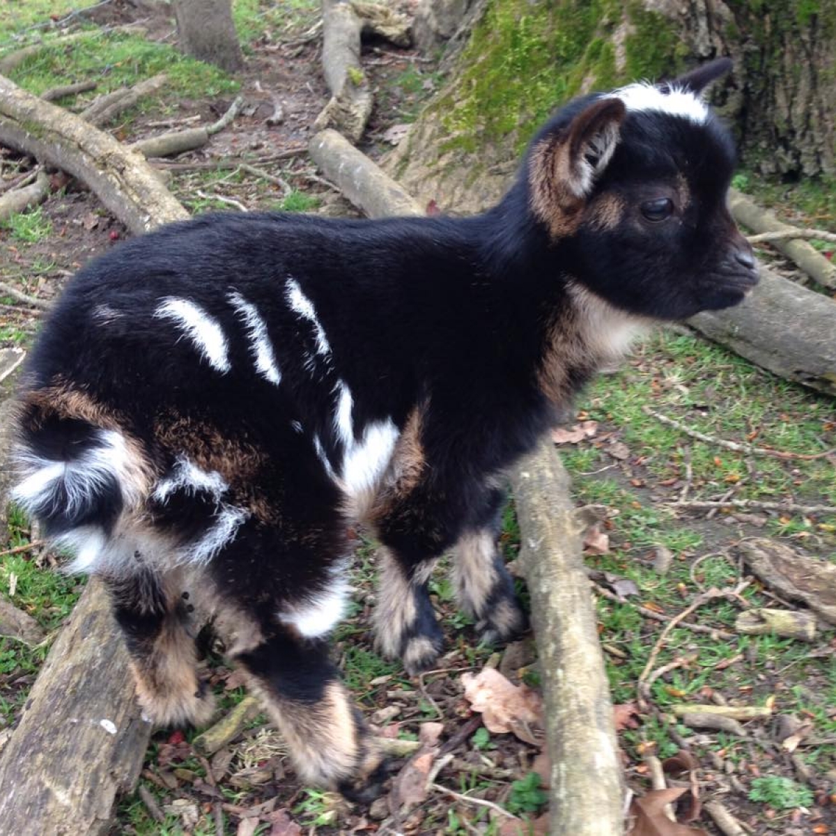 Chèvres toys miniatures - Elevage