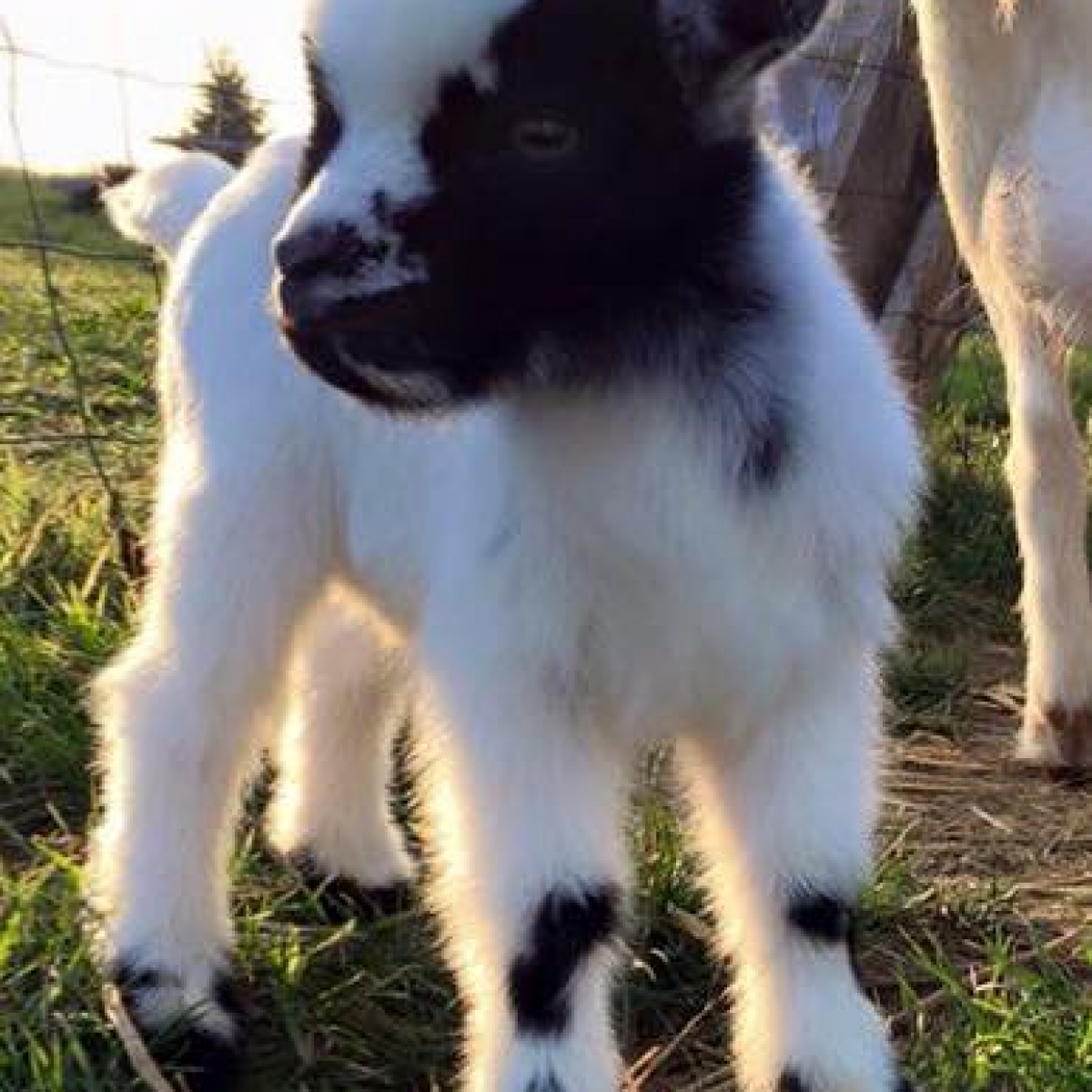 Chèvres toys miniatures - Elevage