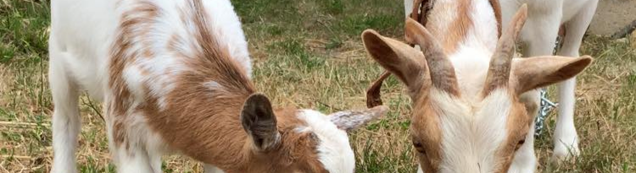 production-elevage-chevre-toy-miniature-orange-yeux-verts - Chèvres ...