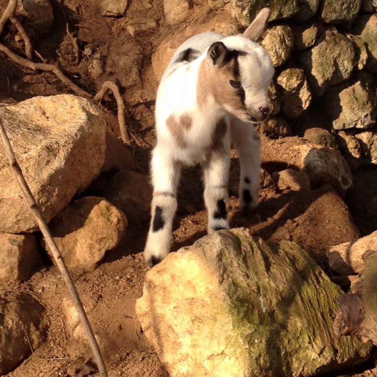 Chèvres toys miniatures - Elevage