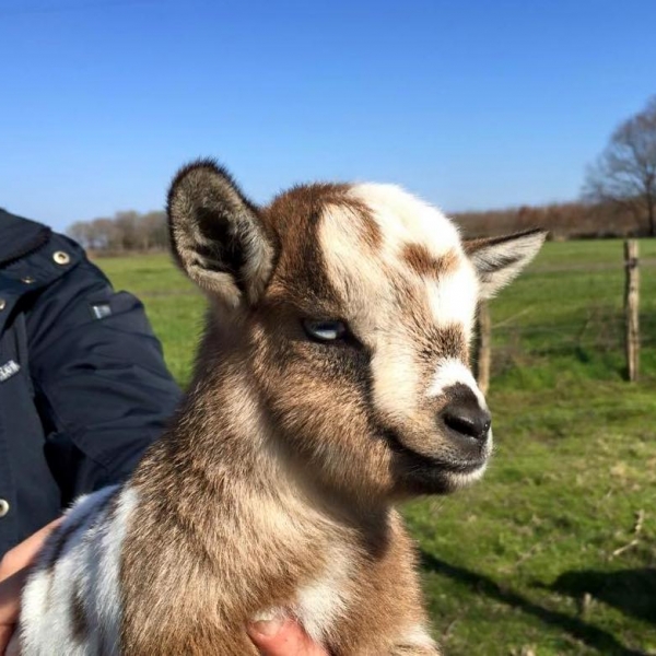 Chèvres toys miniatures - Elevage