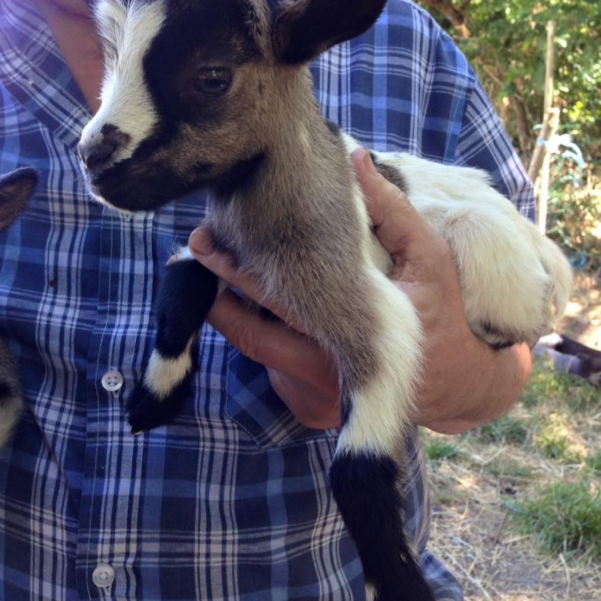 Chèvres toys miniatures - Elevage