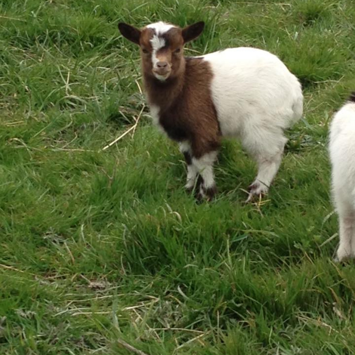 Chèvres toys miniatures - Elevage