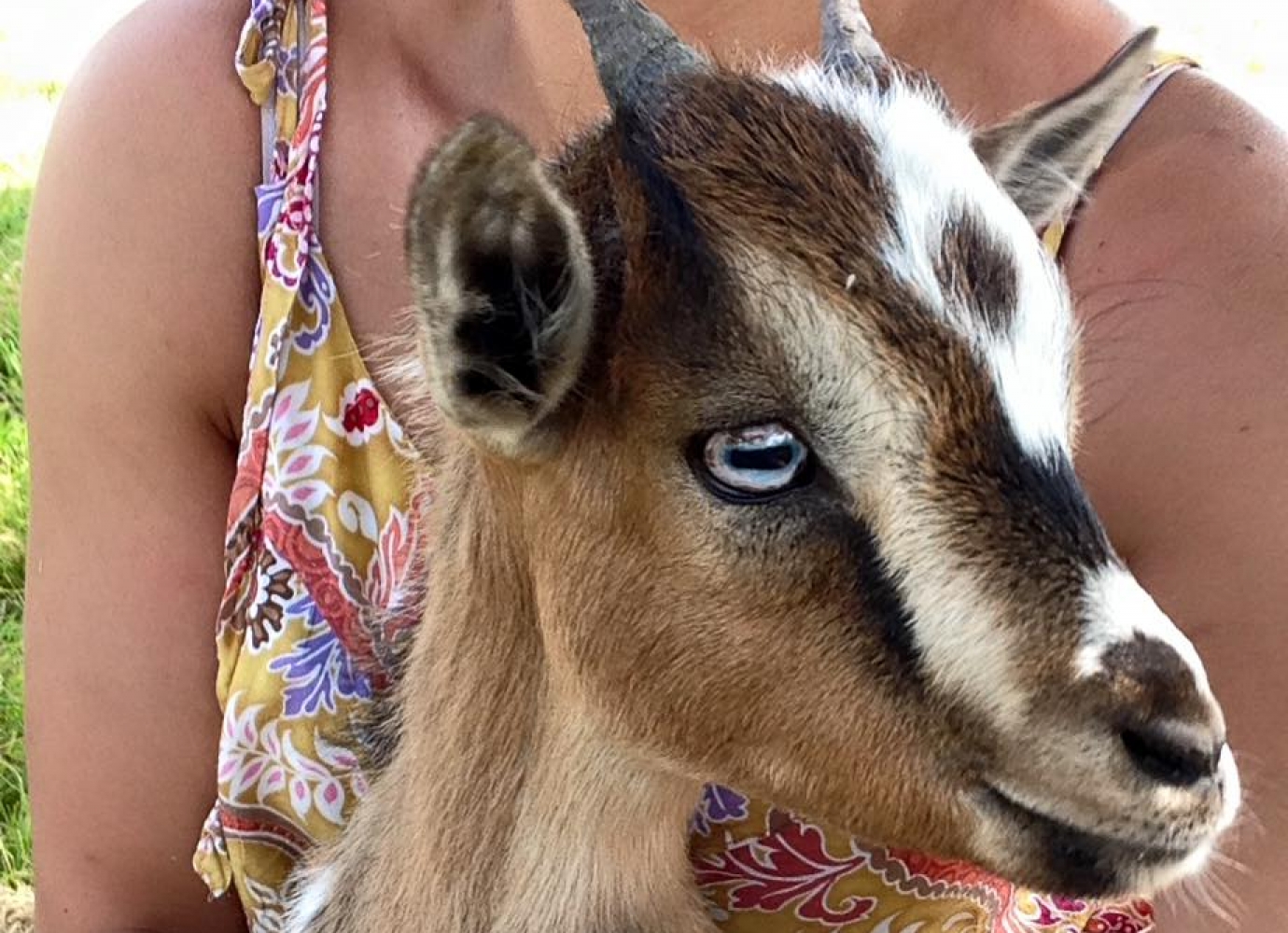 Chèvres toys miniatures - Elevage du petit berger