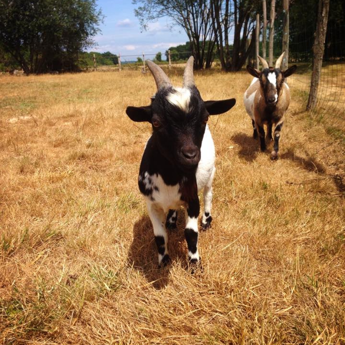 Chèvres toys miniatures - Reproducteurs