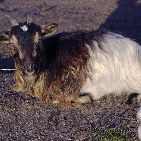 Chèvres toys miniatures - Reproductrices