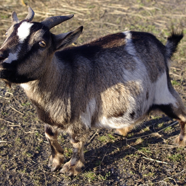 Chèvres toys miniatures - Reproductrices