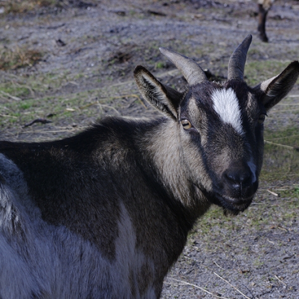 Chèvres toys miniatures - Reproductrices