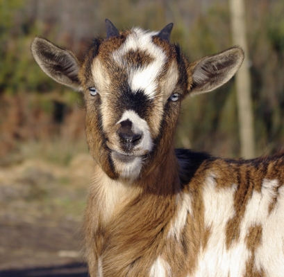 Portfolios Archive - Chèvres toys, naines et mottes tricolores