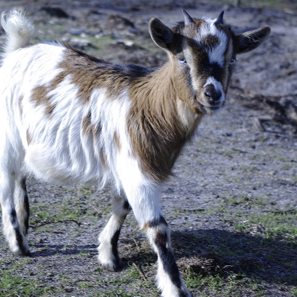 Chèvres toys miniatures - Reproductrices